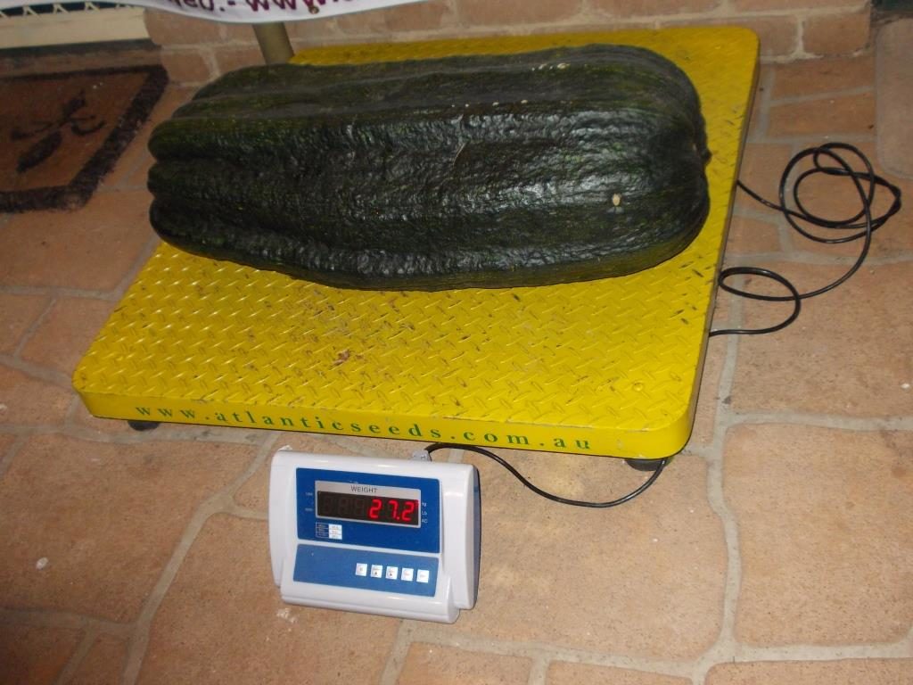 New Australian Marrow Record – BioStim