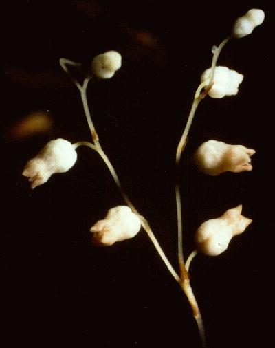 By the way, what actually are ‘saprophytes’? – BioStim
