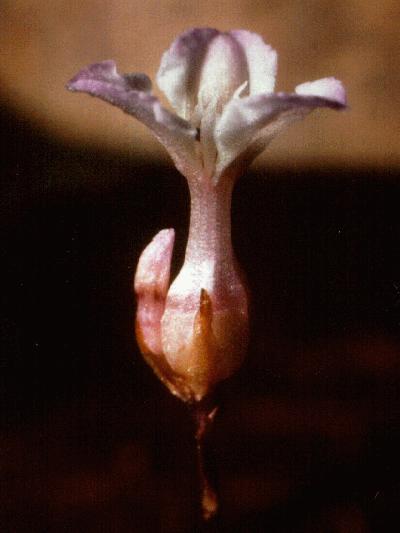 By the way, what actually are ‘saprophytes’? – BioStim