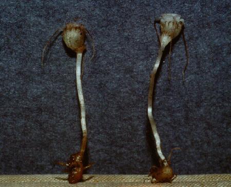 By the way, what actually are ‘saprophytes’? – BioStim