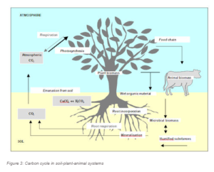 Carbon-14 and the environment – BioStim