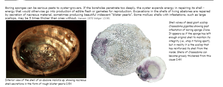 Learn About Sponges – BioStim