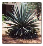 The sisal plant – BioStim